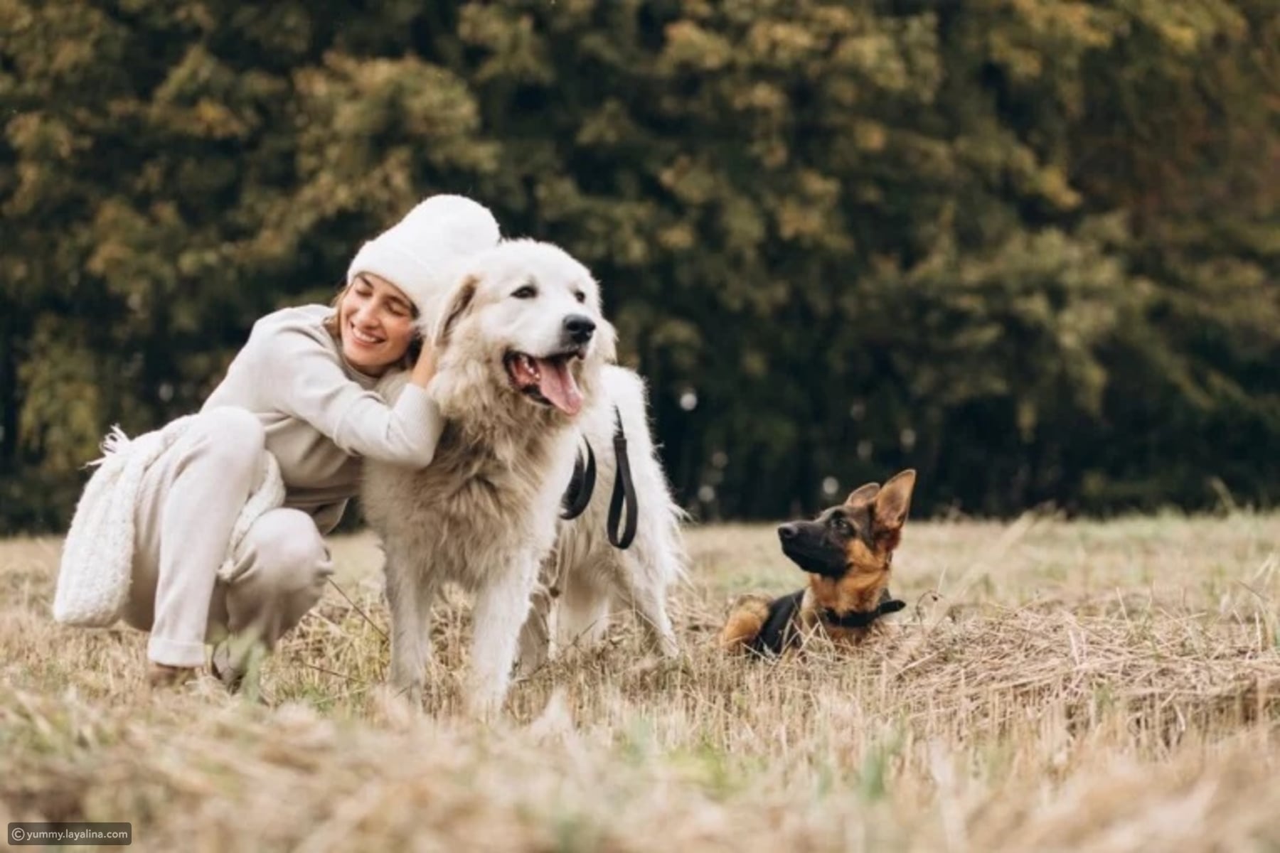 5 homemade dog meals for healthier, happier pets