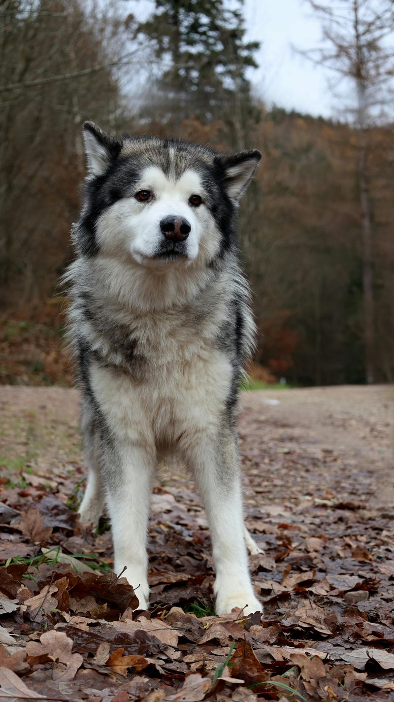 These 12 dogs are built for the wild and made for rough country life