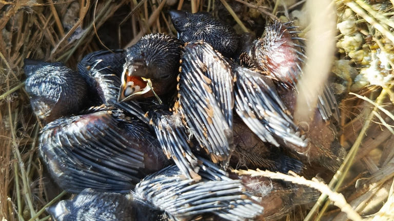 What to do if you find an abandoned bird's nest in your yard