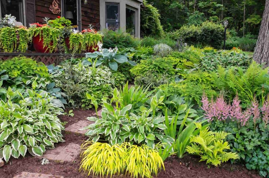Transform your shady garden: 6 hardy perennials for low-light landscapes