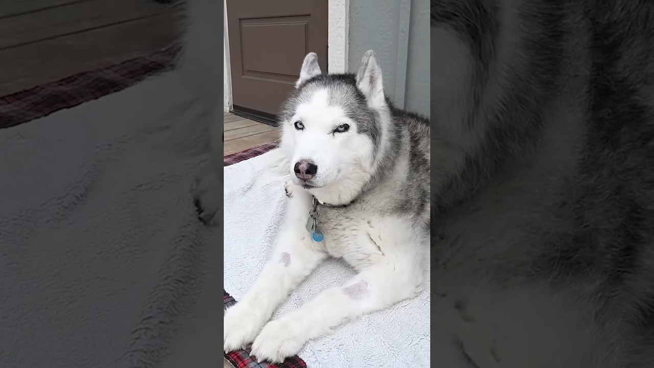 So you moved into a tiny house… what about the pets?