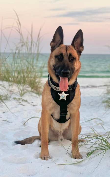 Escambia County K9 named Florida’s top dog: Honor follows successful ...