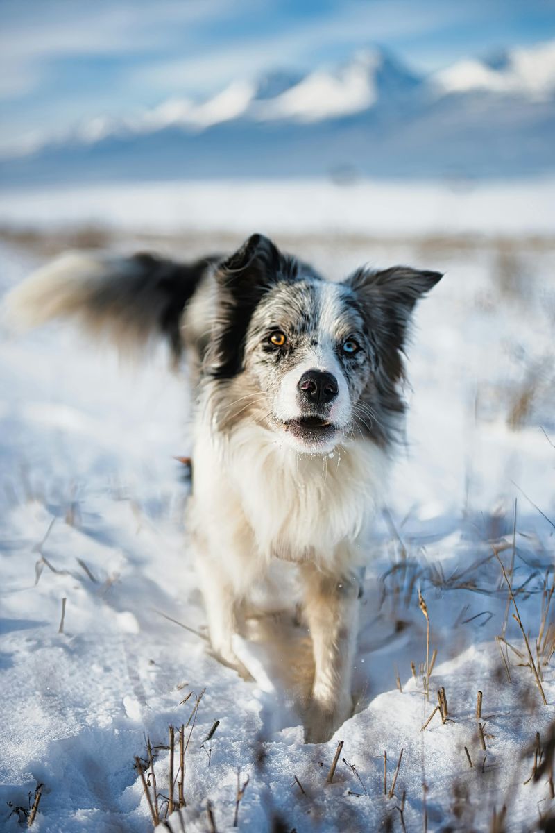 These 12 dog breeds act so much like people, it's almost unreal