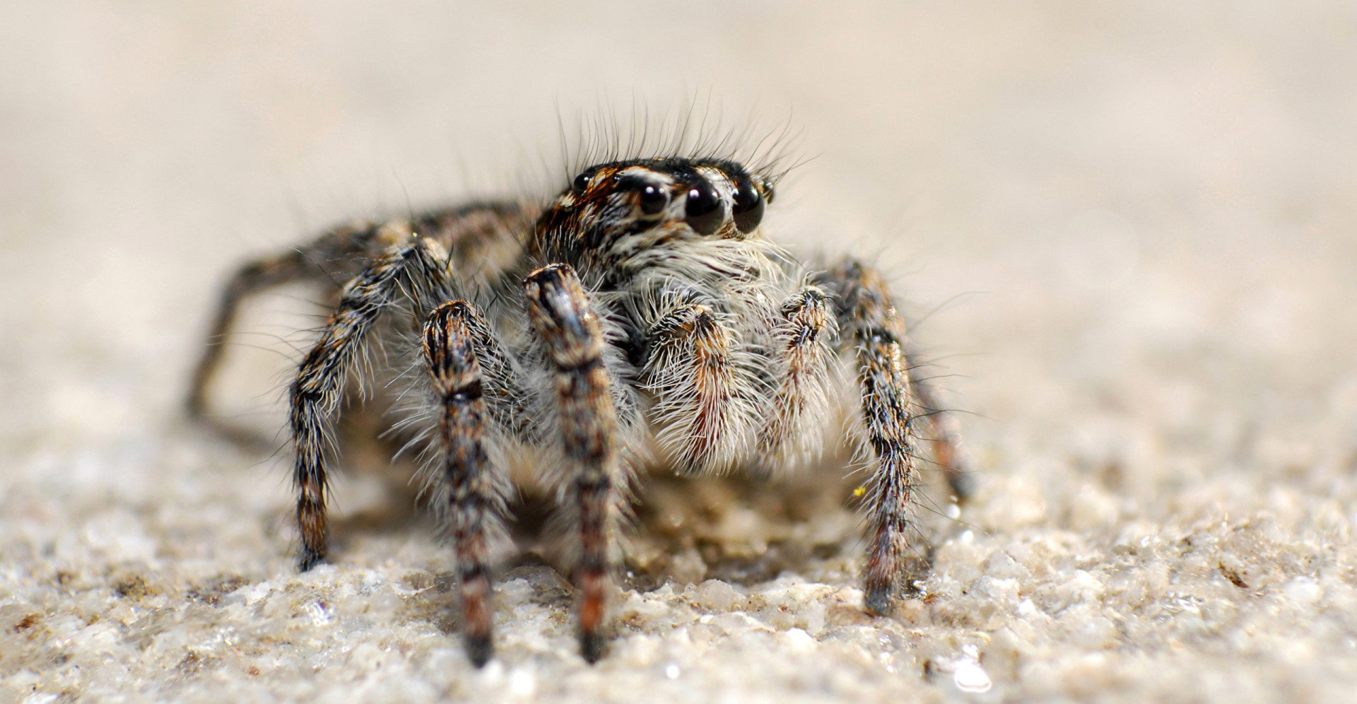 Animals that can survive (almost) anything