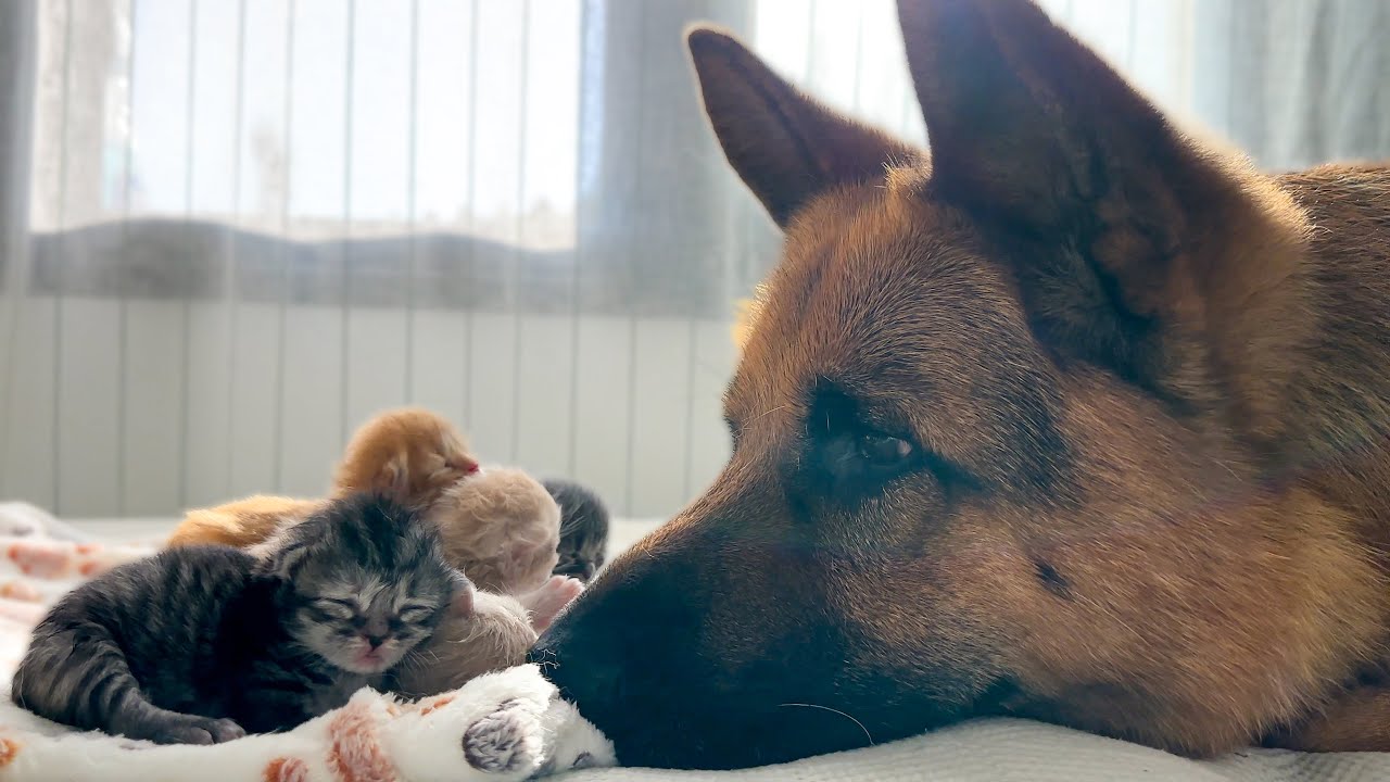 German shepherd gently wakes newborn kittens