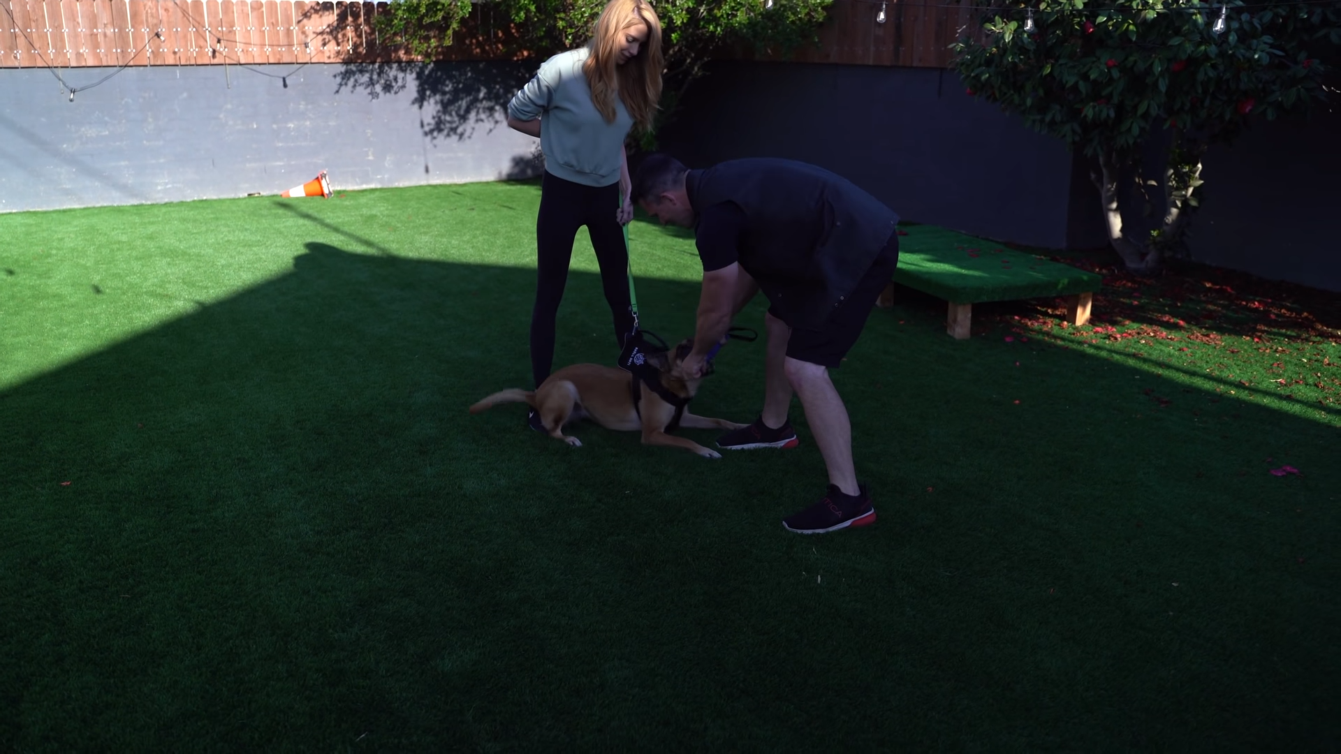 One command can turn a calm dog into a powerful visual warning