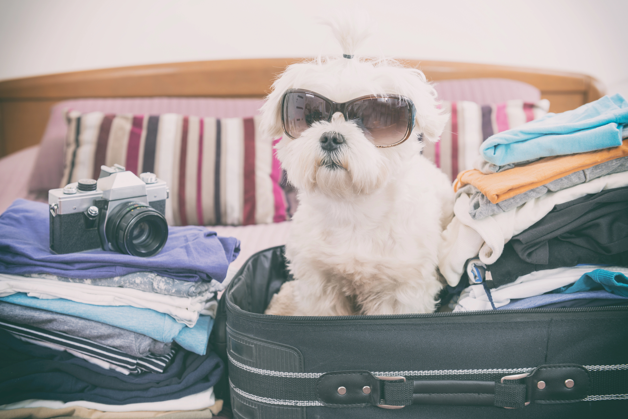 14 steps to a pet-friendly, clutter-free home environment