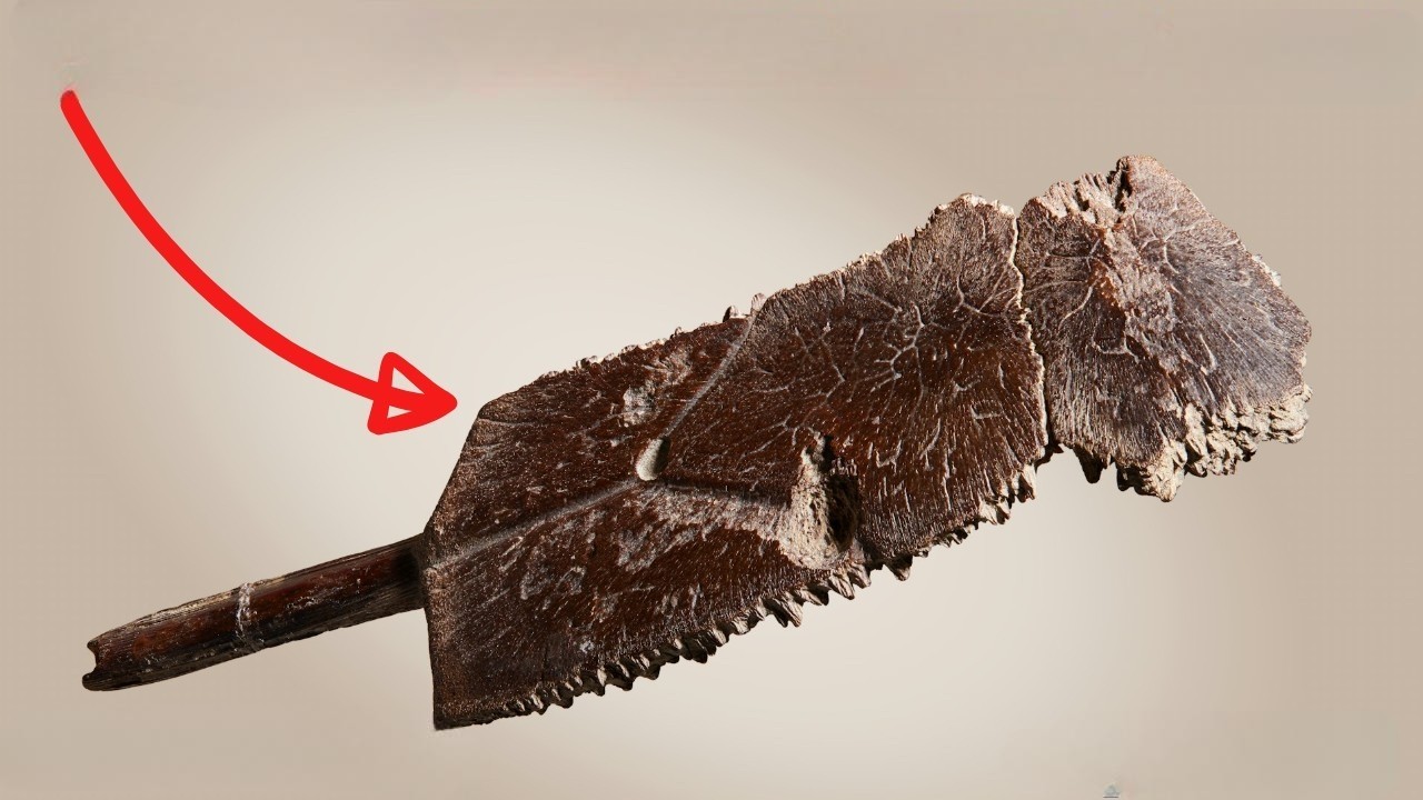 A mystery bone found on the Thames foreshore reveals more than I expected