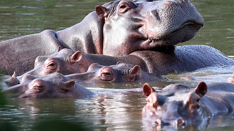 La Colombie va abattre les hippopotames errants liés à Pablo Escobar