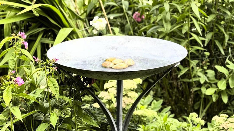 13 bird bath ideas to make your garden a feathered paradise