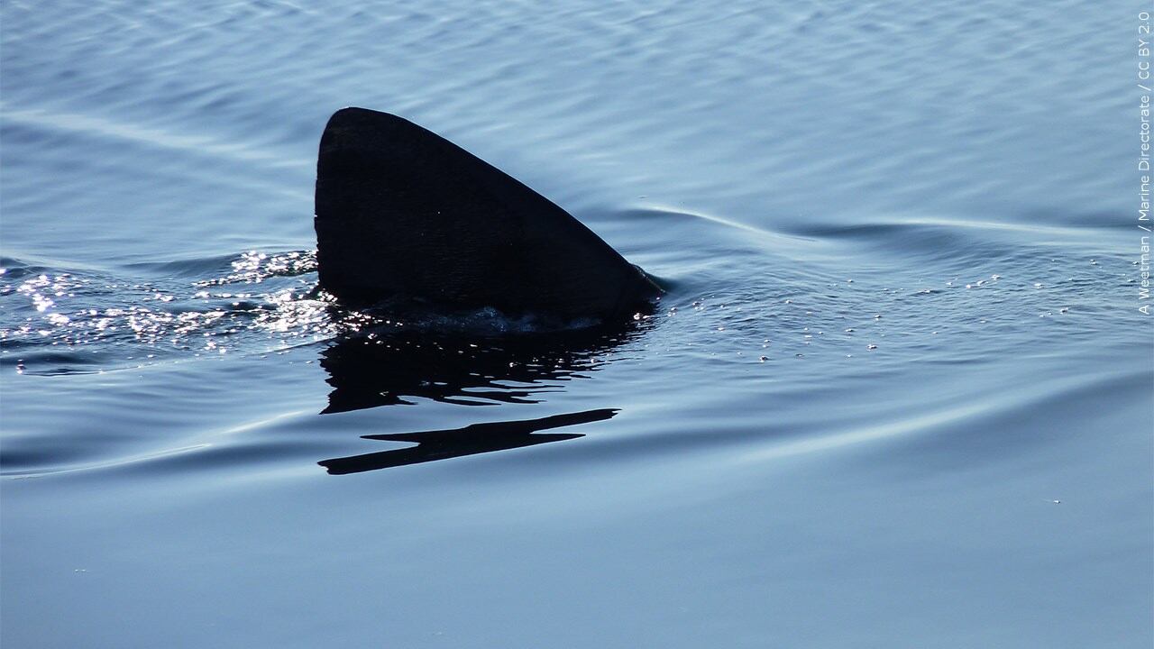 More details on the shark attack alert system