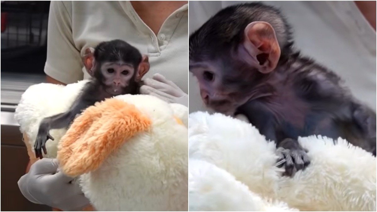 Mexico zoo's baby monkey clings to teddy bear, reminds internet of ...