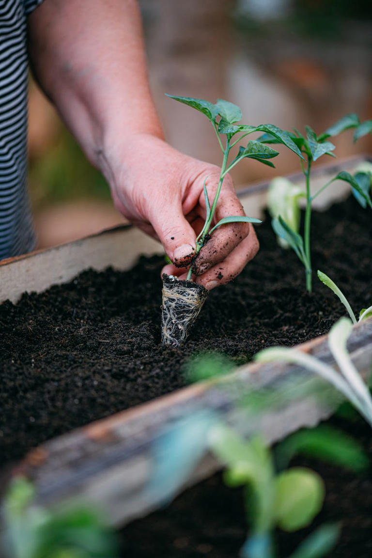 Are you planting tomatoes too early? Most gardeners make this mistake