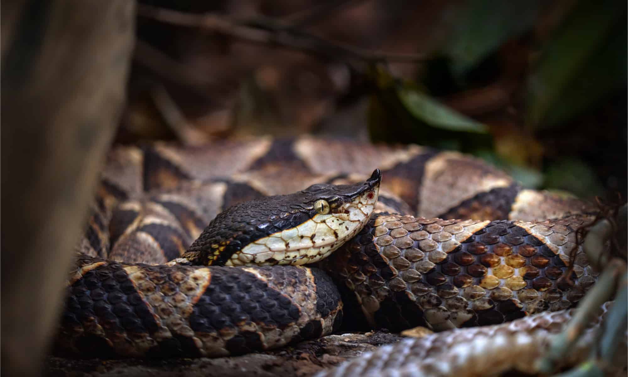 9 snakes with the strangest nose shapes in the animal kingdom