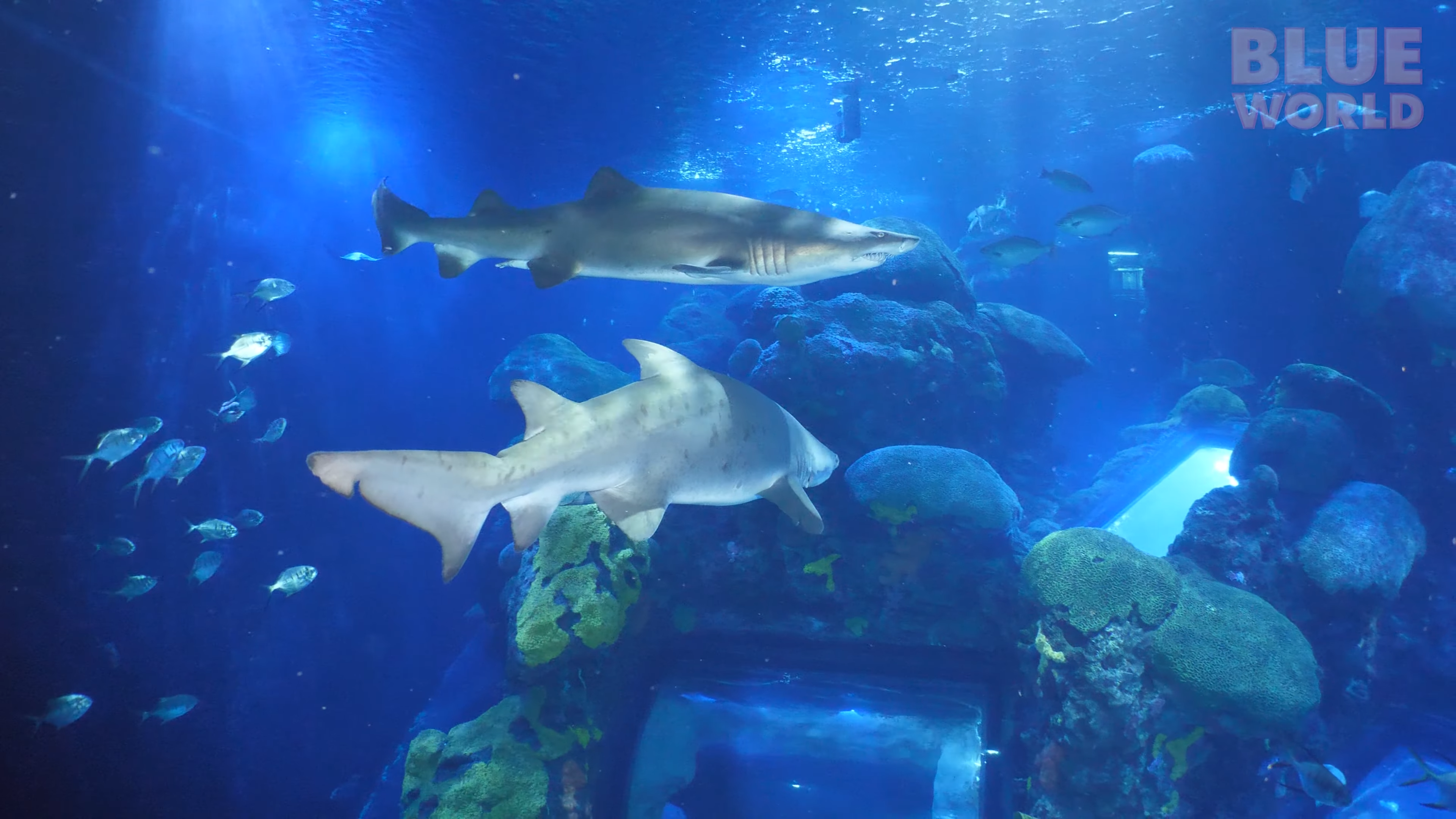 The baby fish had nowhere to go when the sharks started moving