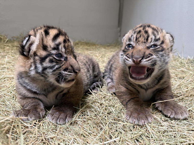 The Dallas Zoo just welcomed two rare tiger cubs - here's how you can ...