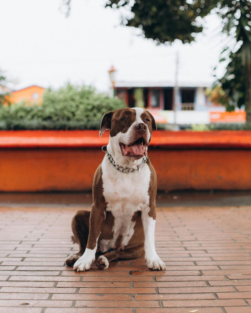 These 12 cute-looking dogs rank among the most dangerous statistically