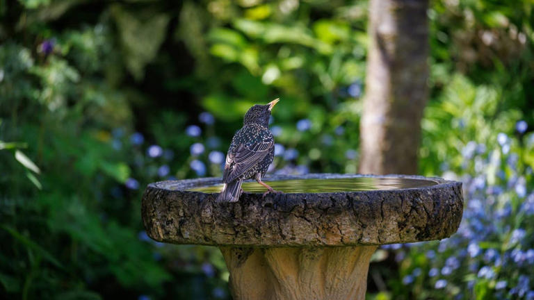13 bird bath ideas to make your garden a feathered paradise