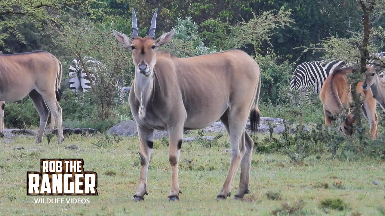 See a beautiful herd of eland antelope walk across the plains
