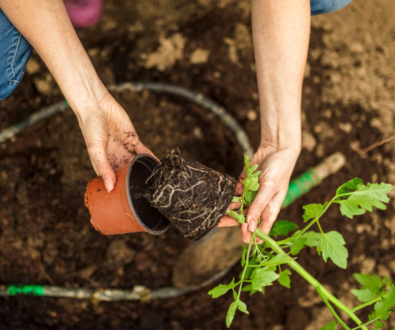 Are you planting tomatoes too early? Most gardeners make this mistake