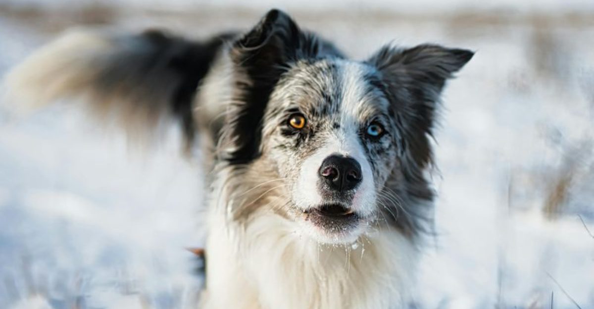 These 12 dog breeds act so much like people, it's almost unreal