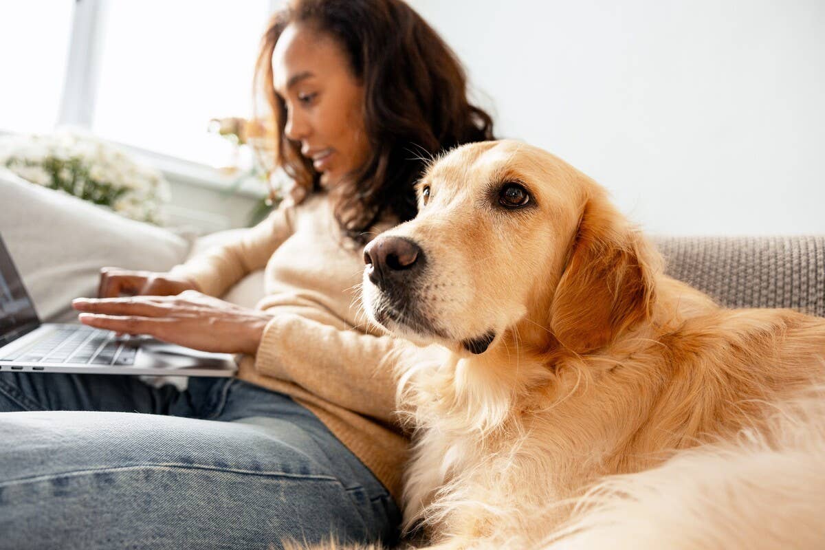 Survey: 19% of pet owners admit to lying at work to spend more time ...