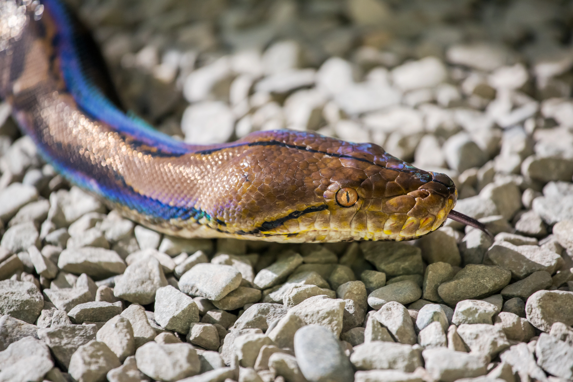 15 creatures that are better at their job than any human ever will be