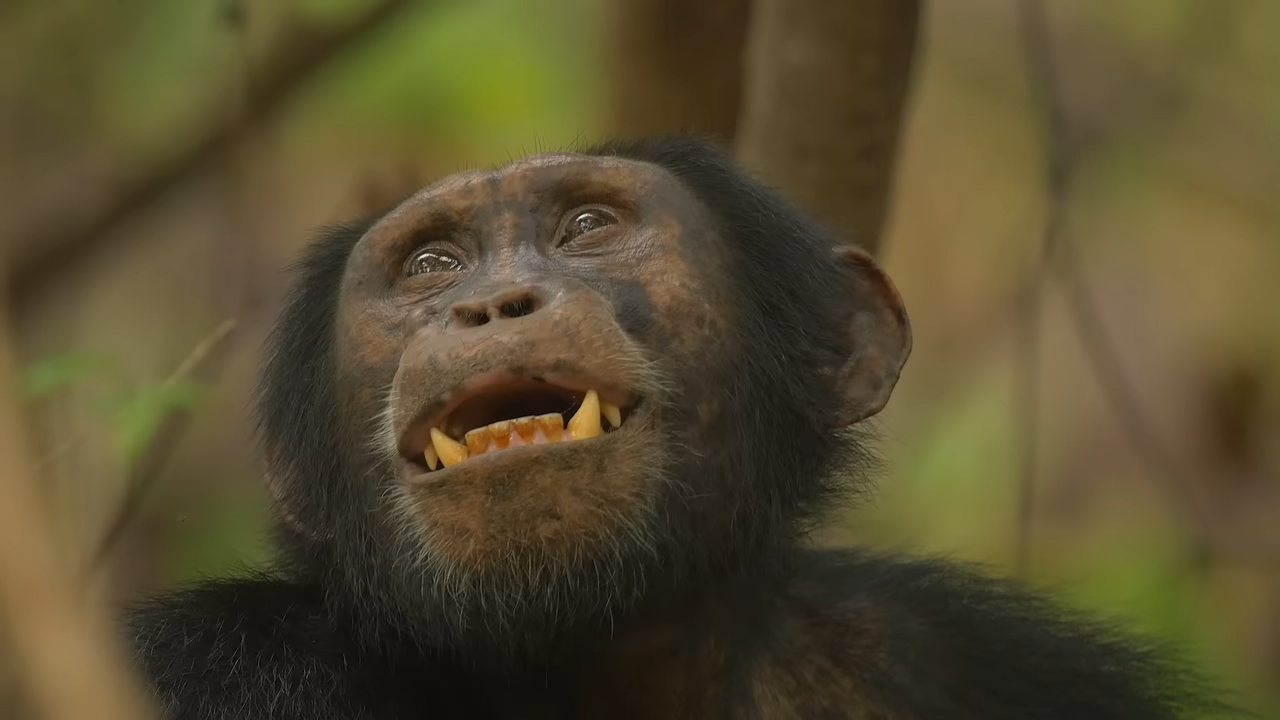 Watch what happens when 5 chimpanzees attack – there’s no escape
