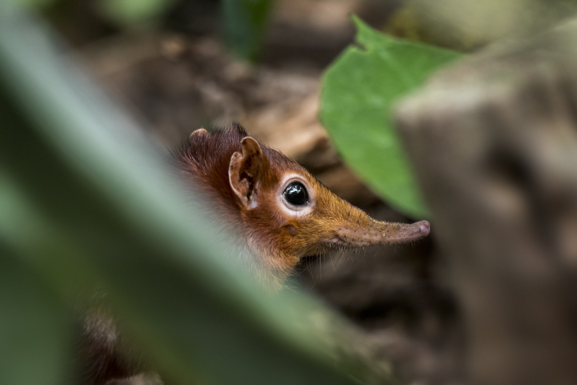 Lost animal species that returned from extinction