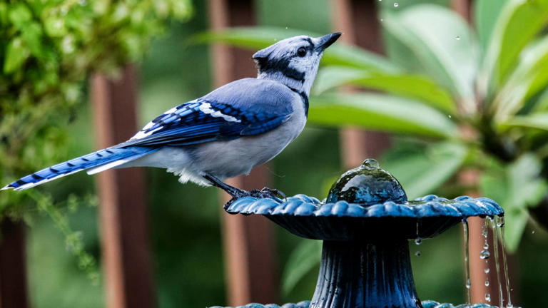 13 bird bath ideas to make your garden a feathered paradise