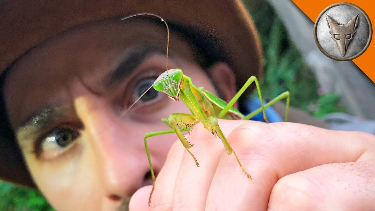 Alien or insect: The mystery behind the unidentified creature