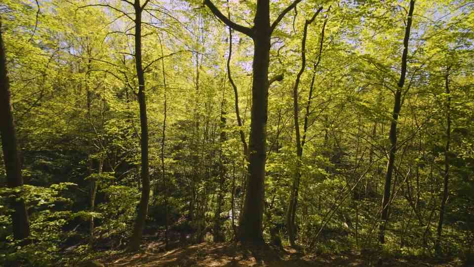 Before America… there were these settlements