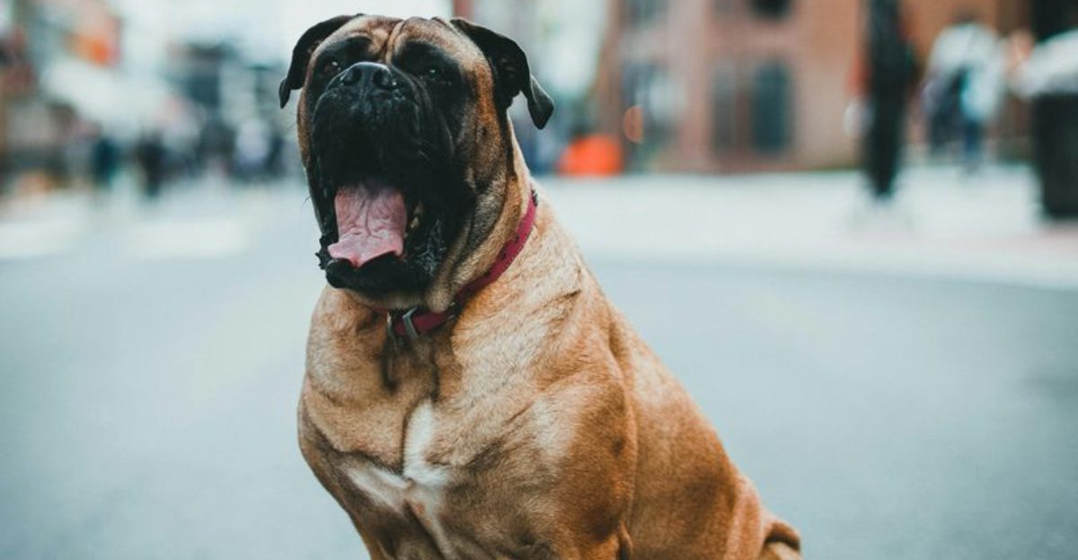 These 12 cute-looking dogs rank among the most dangerous statistically