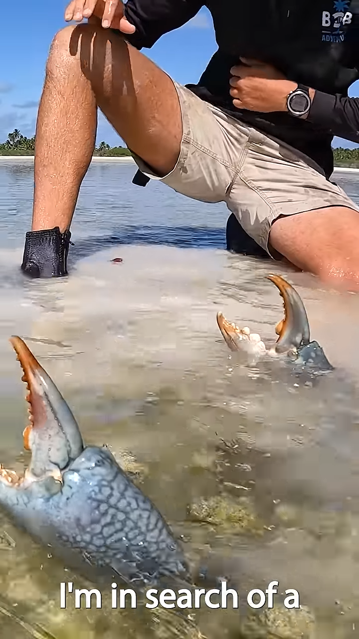 Giant mudcrab - world record search