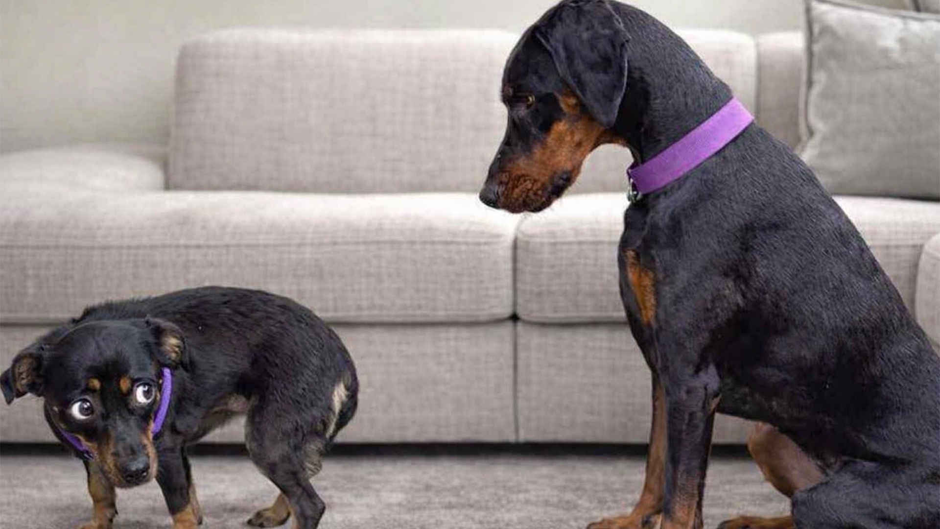 Doberman meets a terrified rescue puppy and something feels off