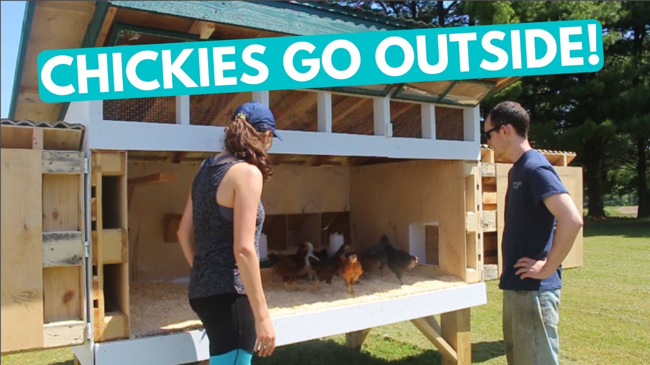 Moving chicks to the outdoor coop: Raising chicks week seven update