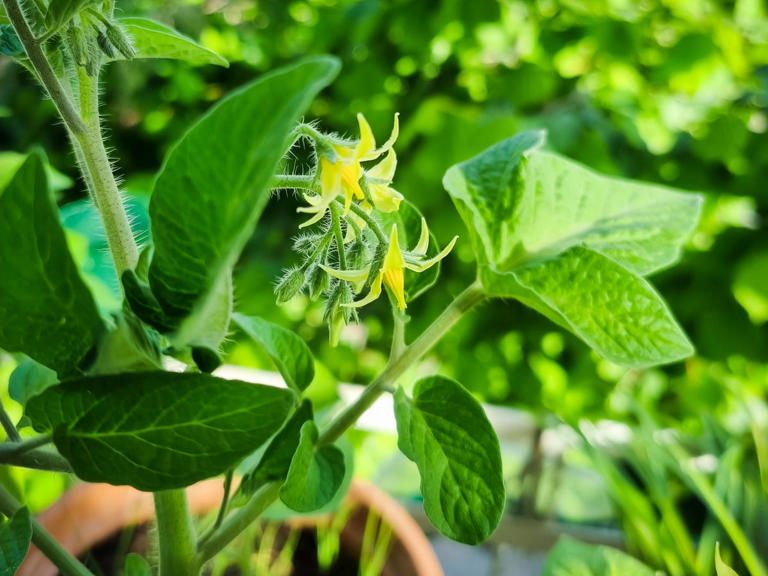 Are you planting tomatoes too early? Most gardeners make this mistake