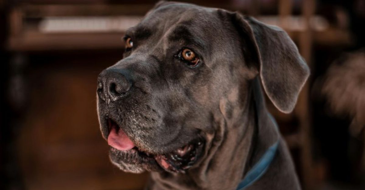 14 dog breeds that stay gentle at home but turn into fierce protectors ...