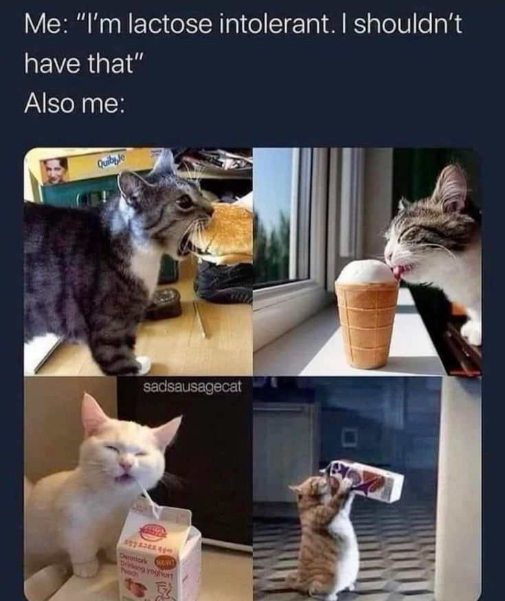30 memes to laugh through the pain of lactose intolerance