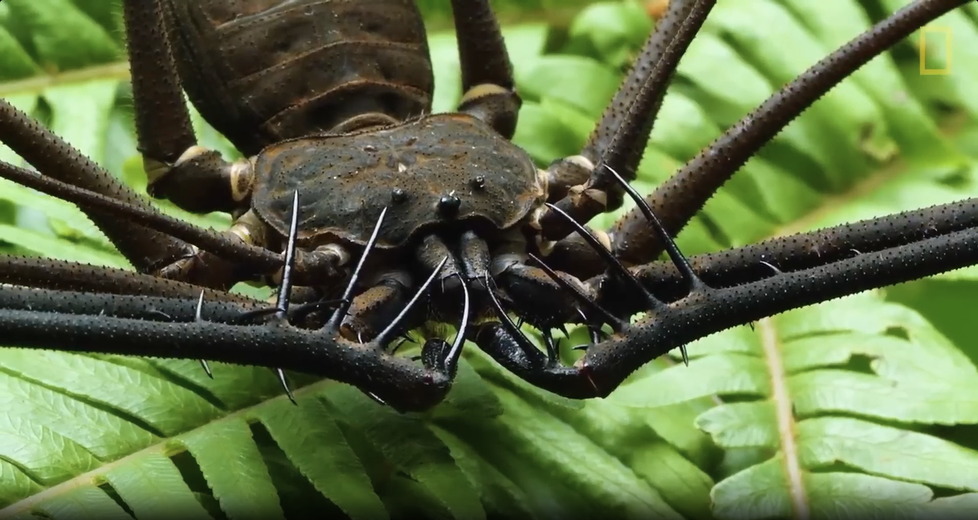 Is this scorpion-spider hybrid a real pet?