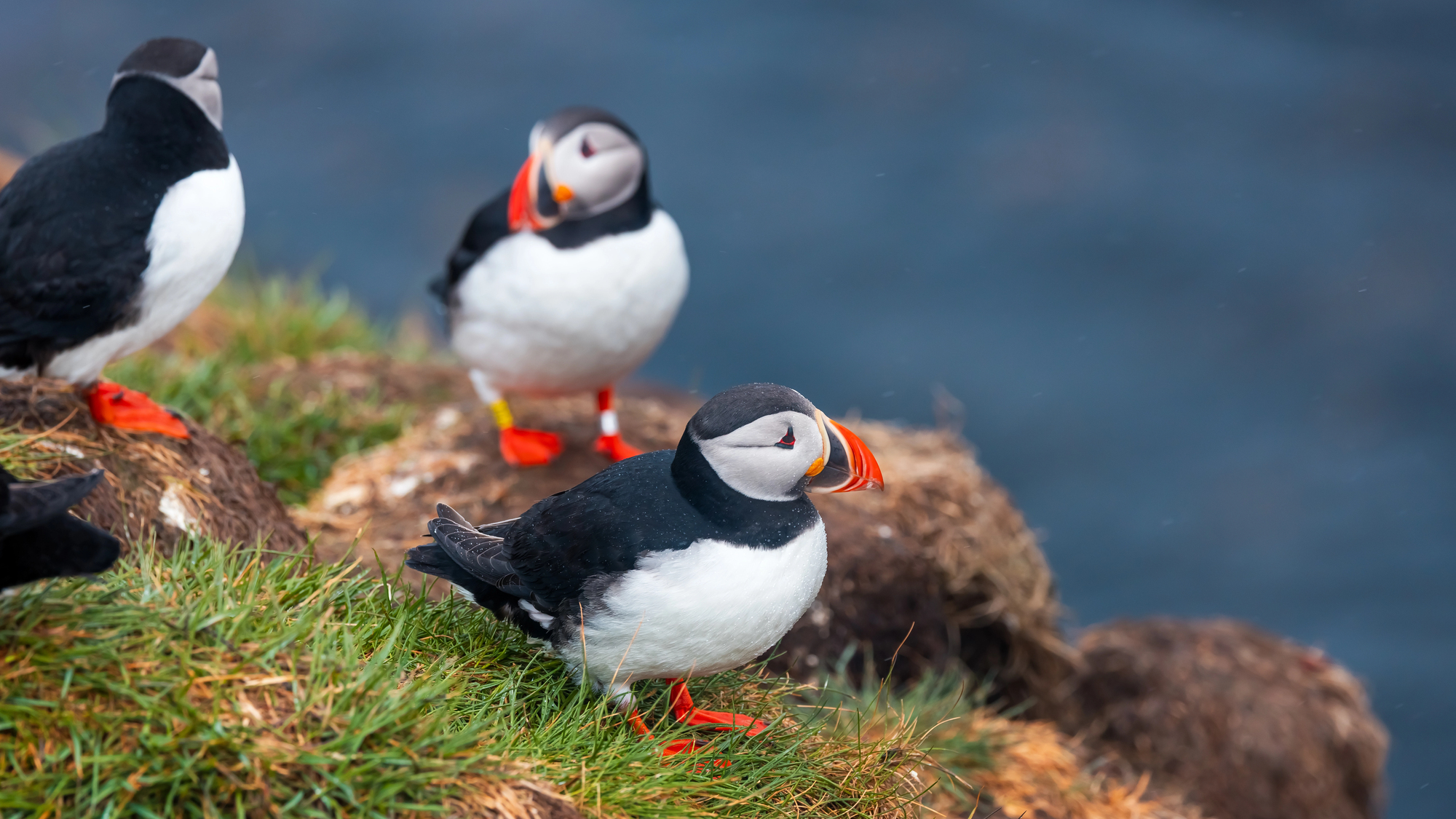 15 facts about puffins and their habitats