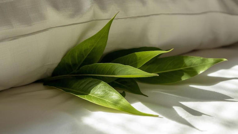 Truco de la hoja de laurel bajo la almohada: ¿para qué sirve?