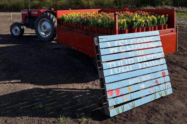 The stunning Wirral farm where you can pick your own tulips
