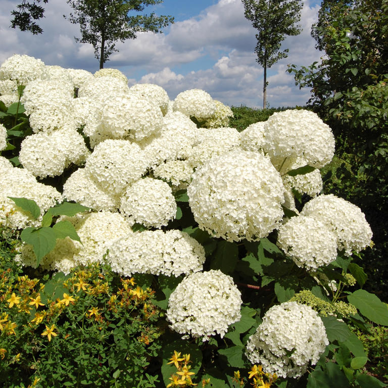 6 dreamy hydrangea varieties for pots to transform small outdoor spaces ...