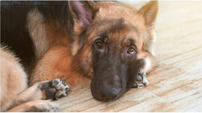 Man accused of beating dogs and endangering newborn sparks urgent calls ...
