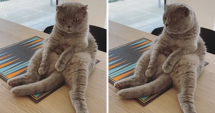 23 weirdo cats who comfortably sit in weird positions
