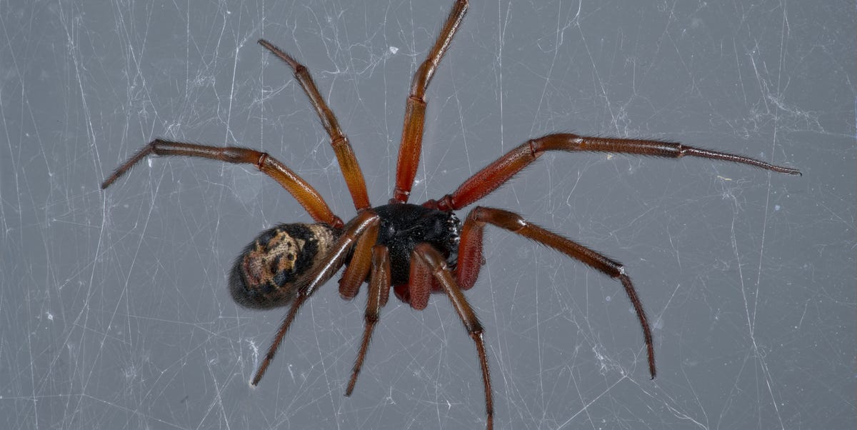 False widow spider bites double in the UK: how to keep the creepy ...