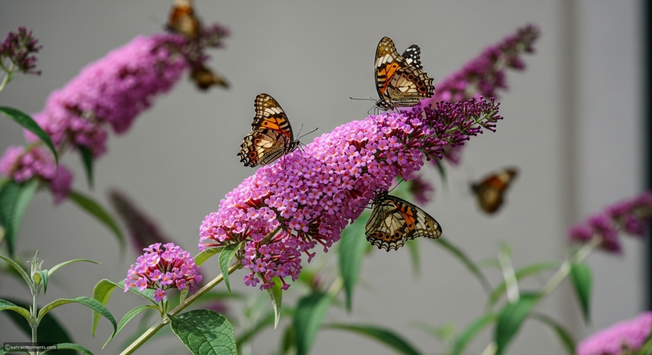Turn your garden into a butterfly oasis with these plants