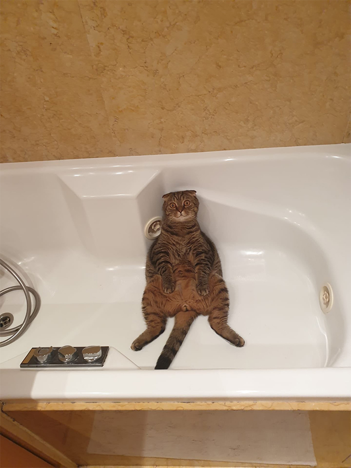 23 weirdo cats who comfortably sit in weird positions