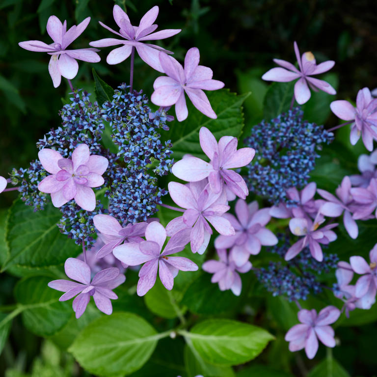 6 dreamy hydrangea varieties for pots to transform small outdoor spaces ...